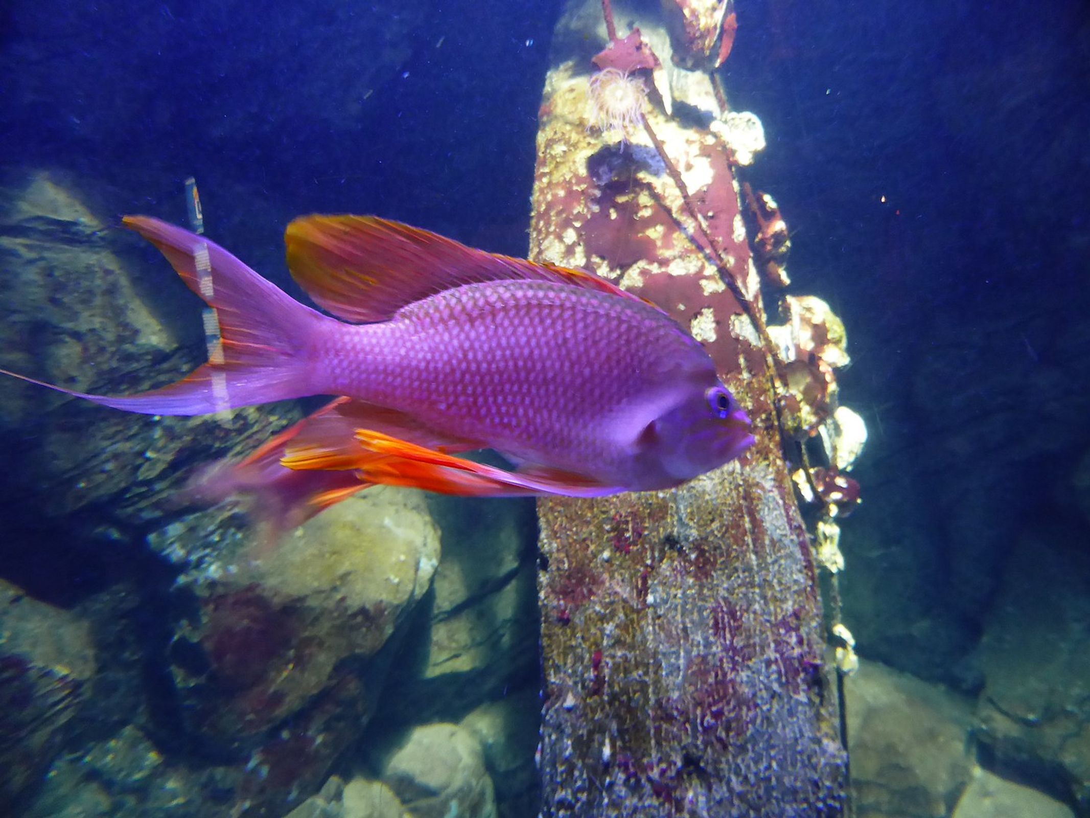Anthias | database.fish