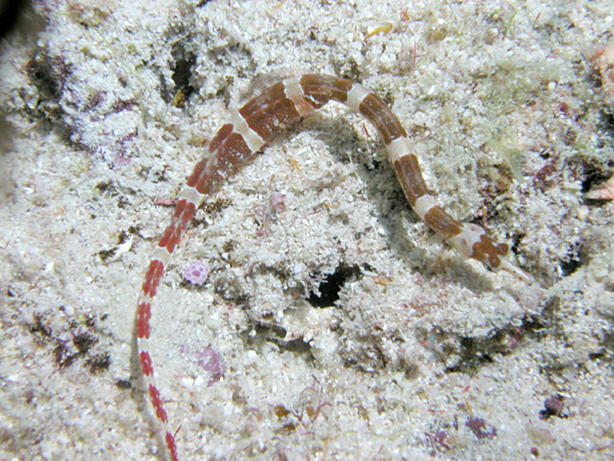 Banded Pipefish | database.fish