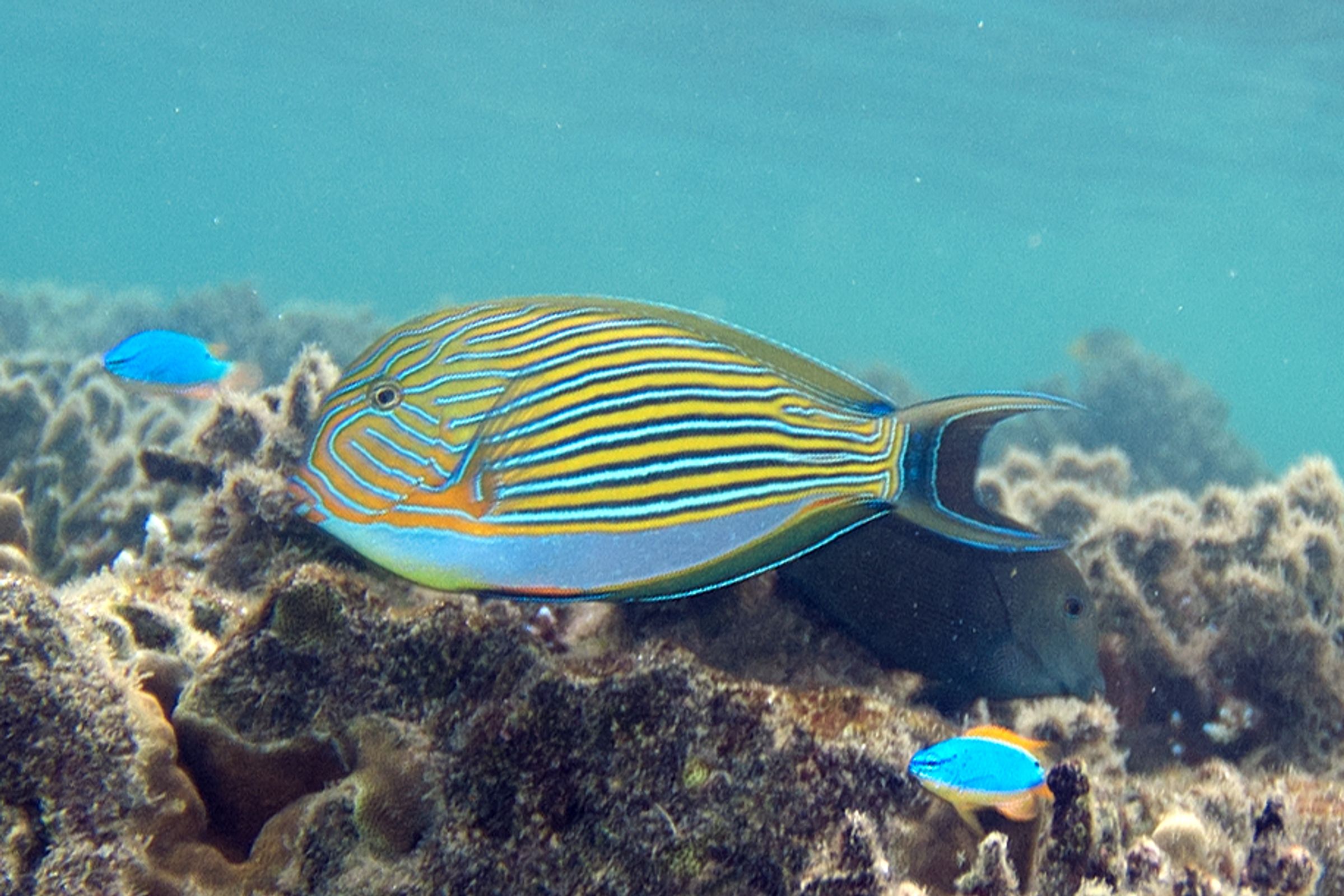 Clown Tang | database.fish
