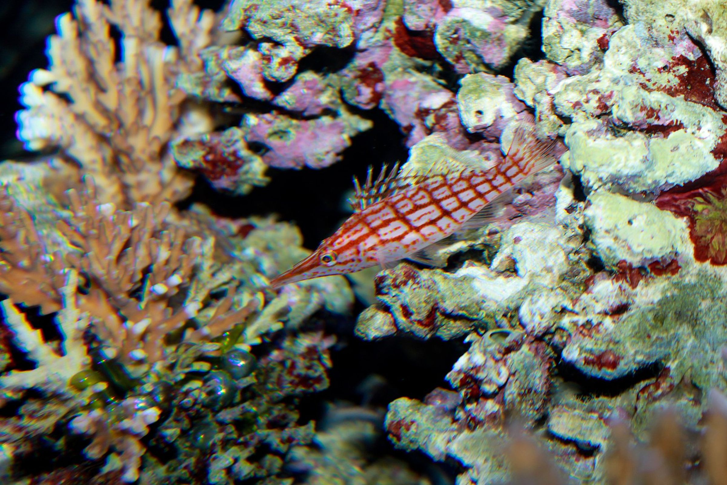 Longnose Hawkfish | database.fish