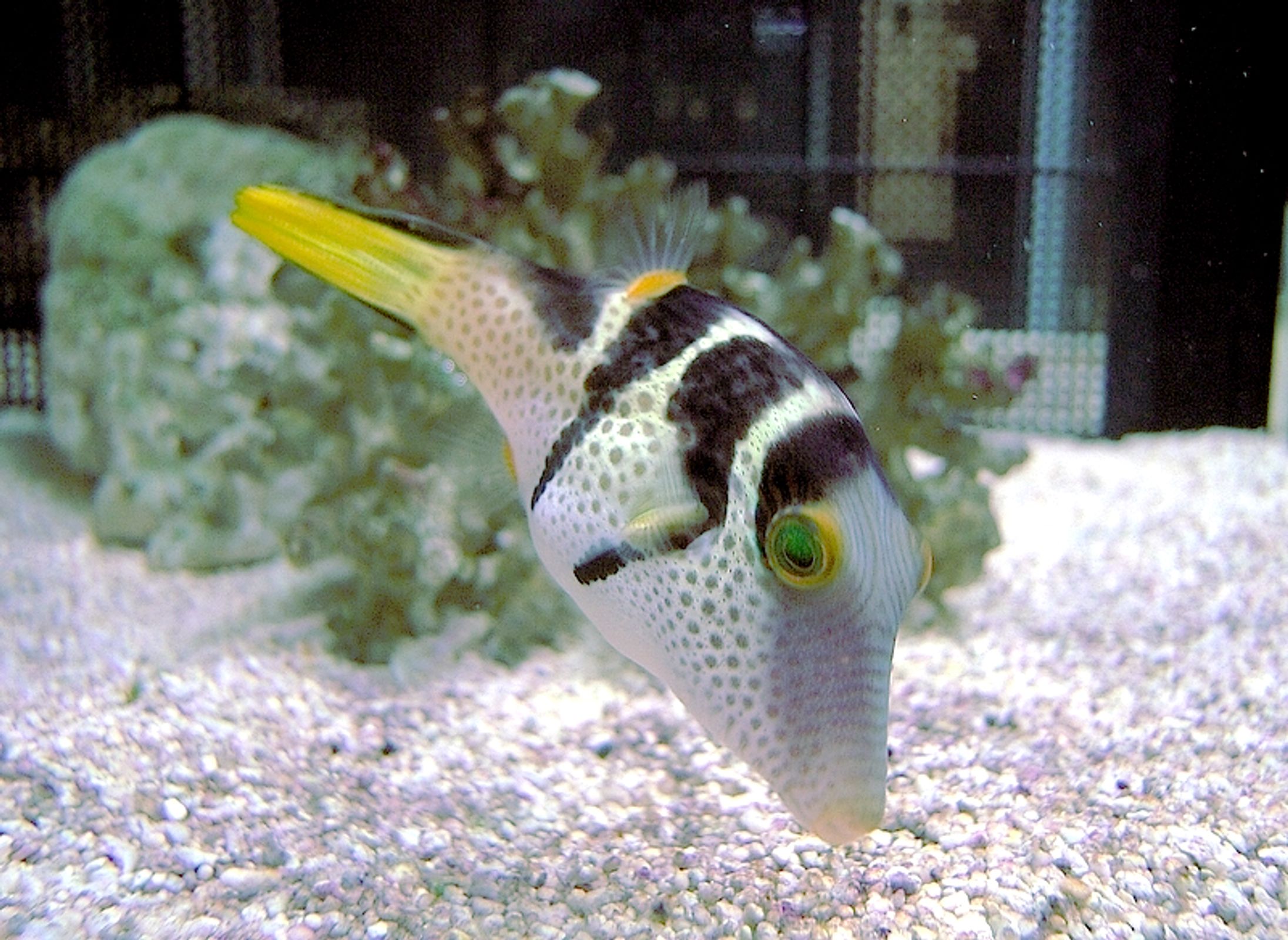 Saddle Valentini Puffer | database.fish