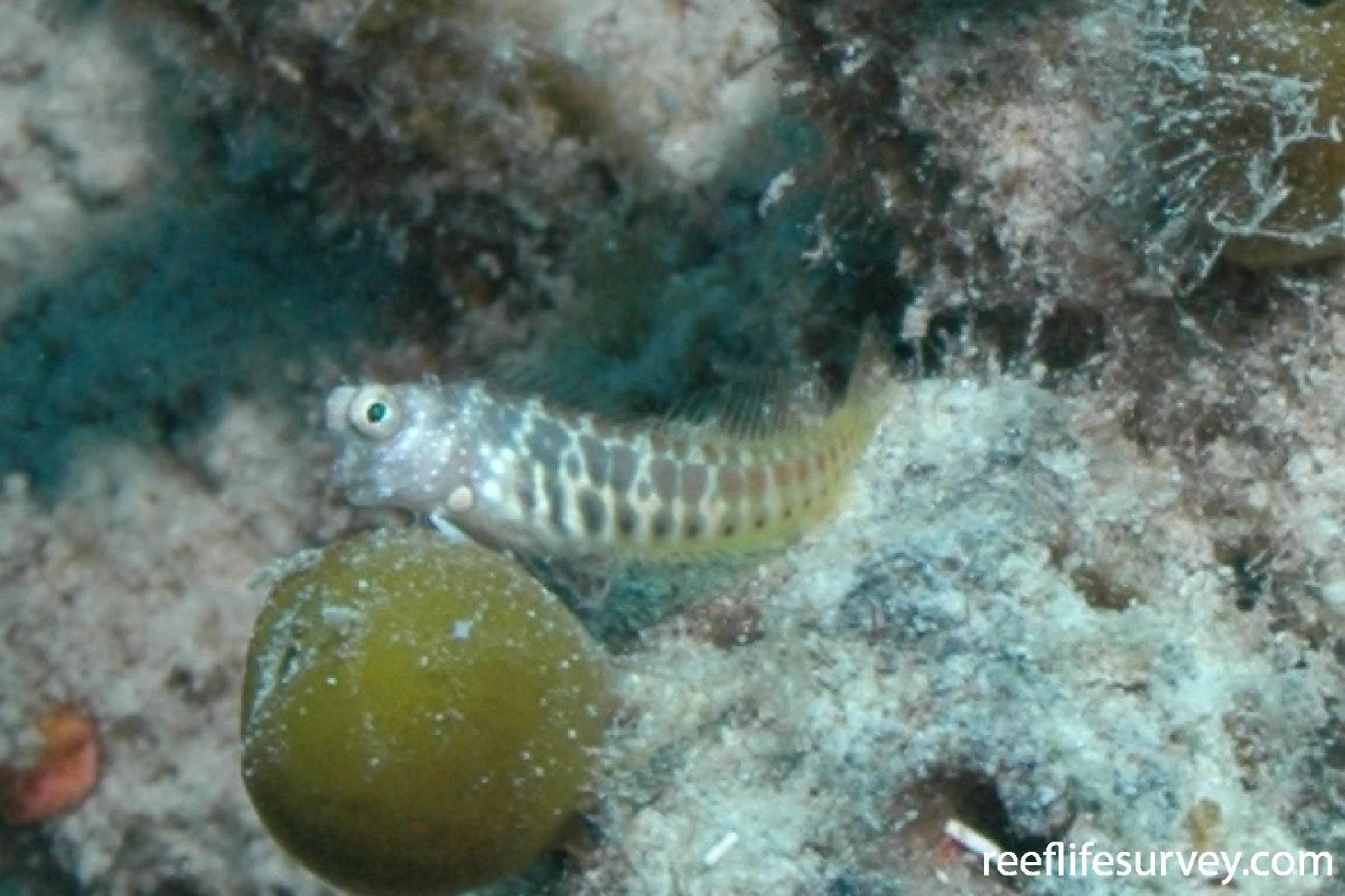 Segmented Sailfin Blenny | database.fish