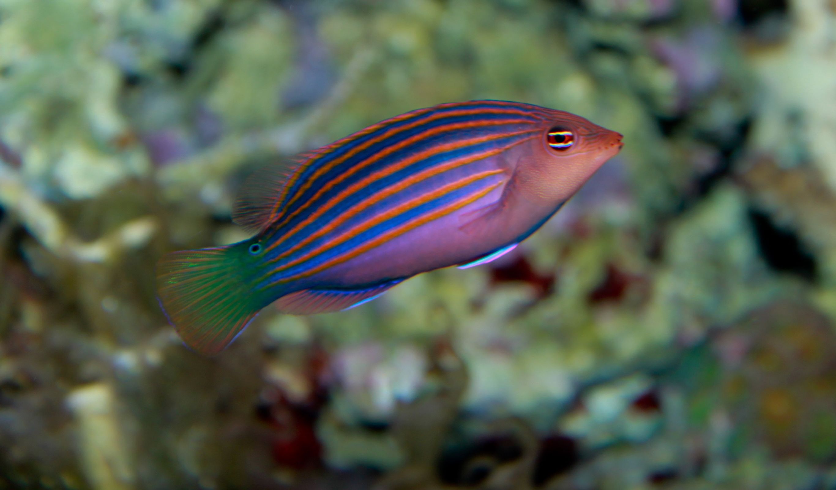 Six Line Wrasse | database.fish