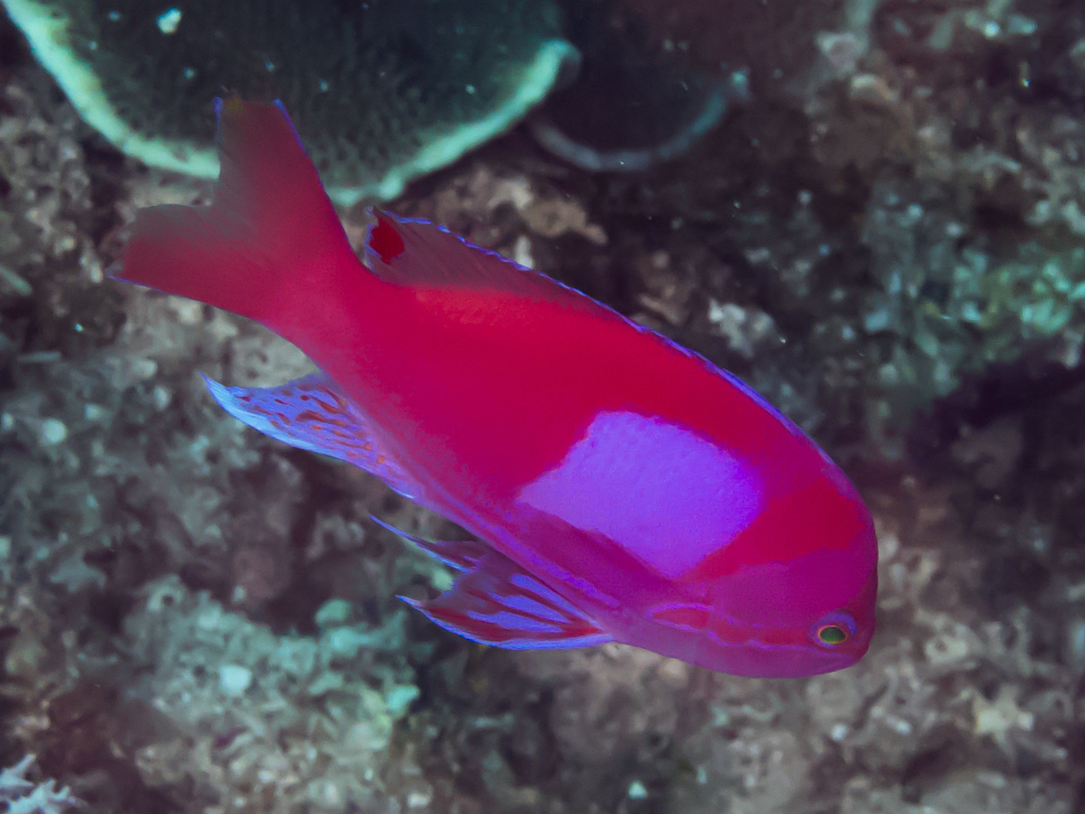 Squareback Anthias | database.fish